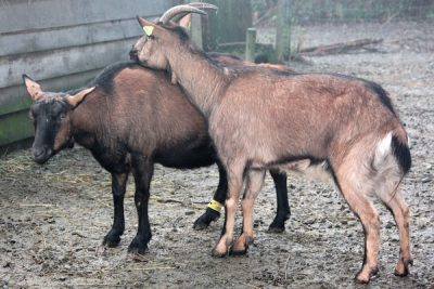 Why Do Goats Flap Their Tongues? - Goat Journal